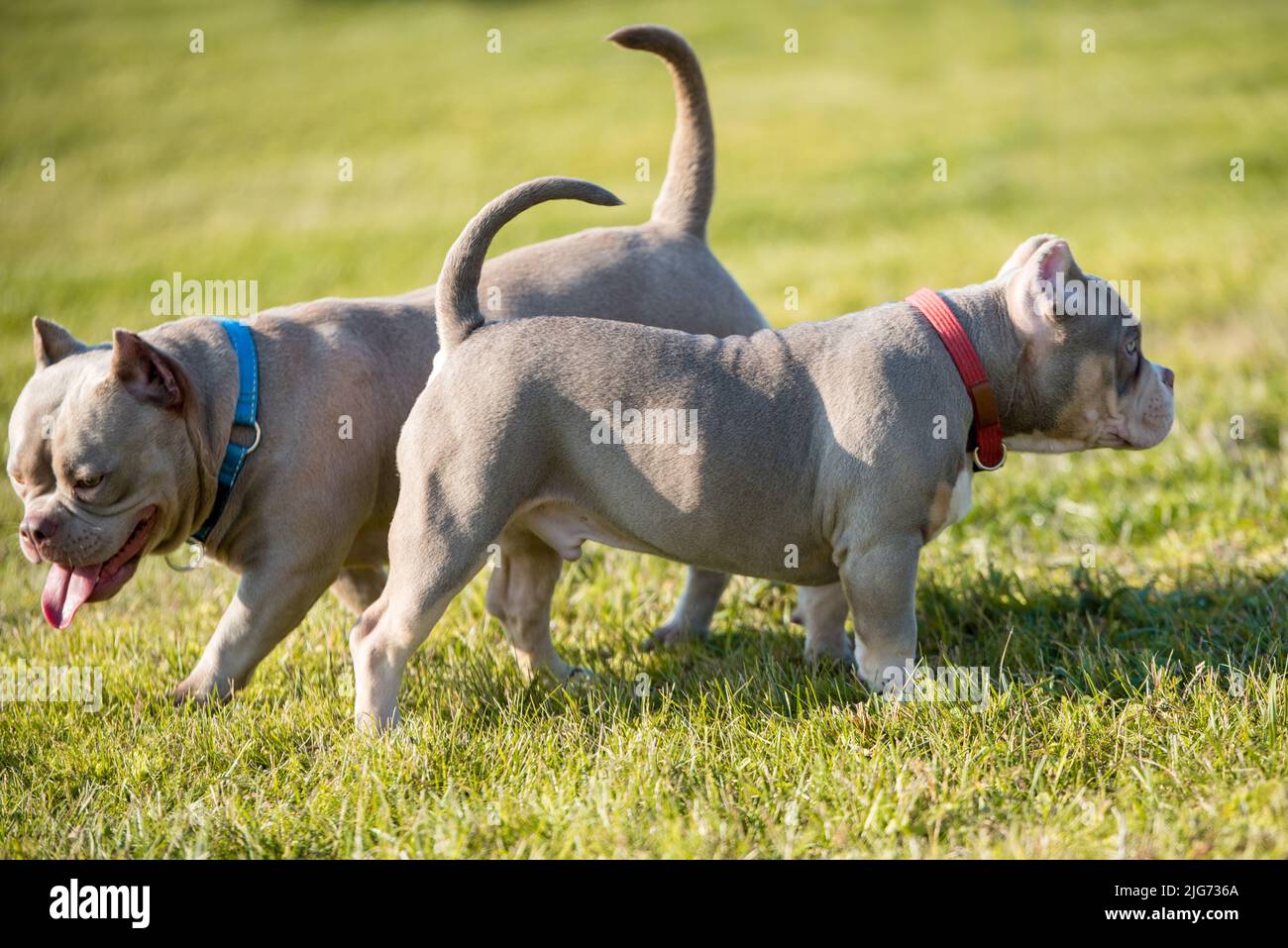French Bulldog American Bully Mix