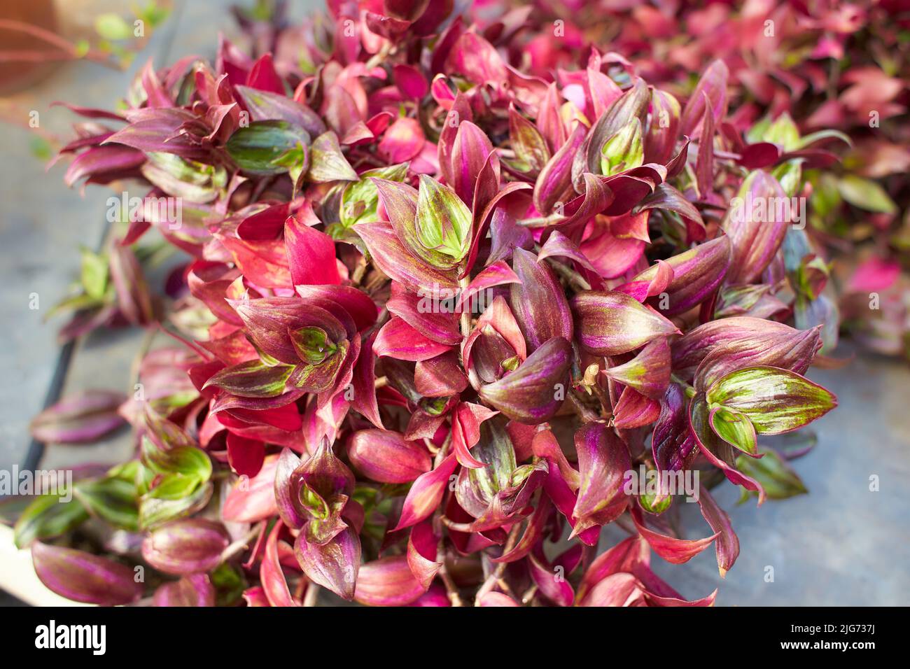 Tradescantia Zebrina Purpusii houseplant indoor plant. Setcreasea ...