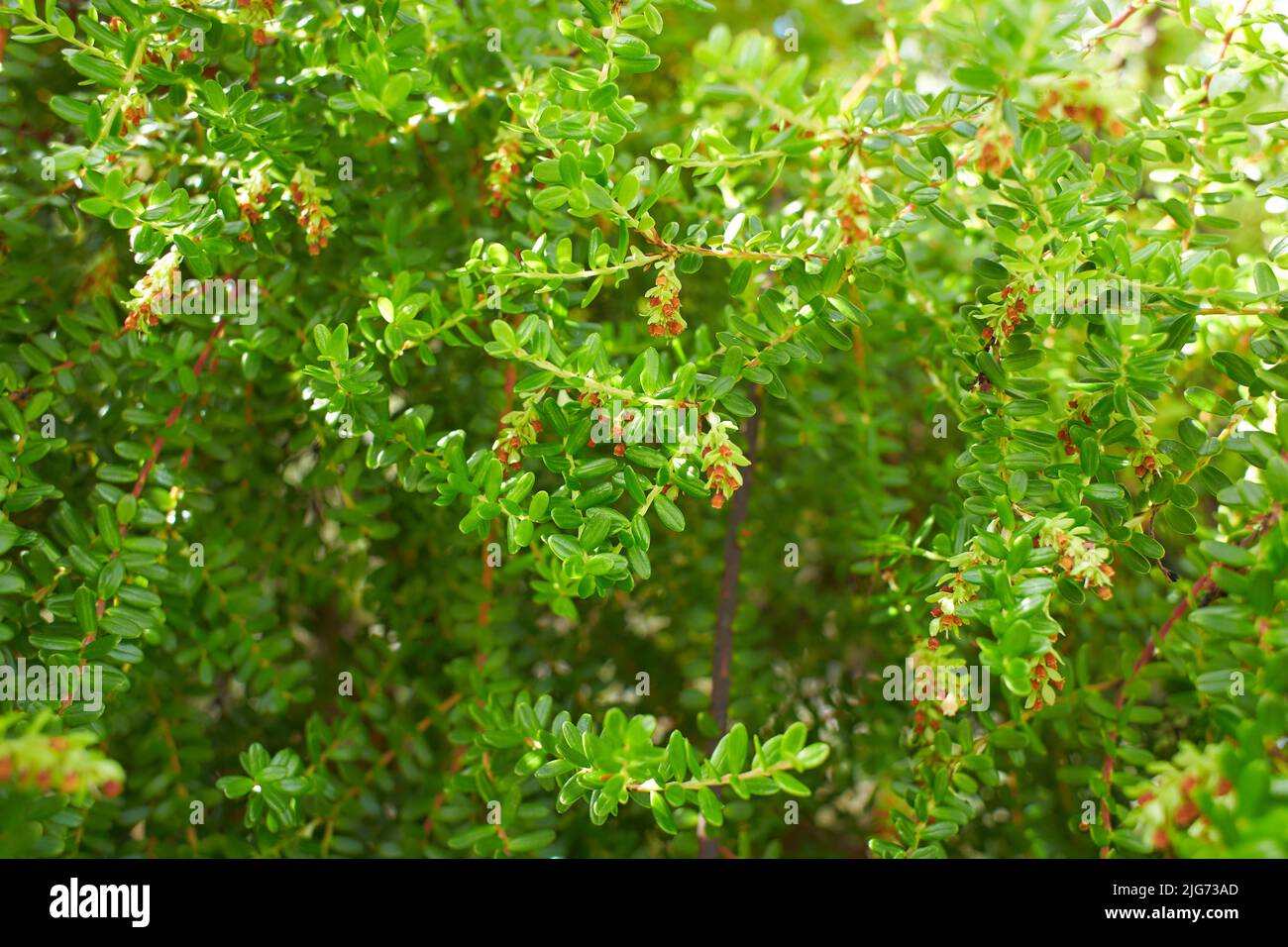 Phyllanthus (Phyllanthaceae) flowers growing in Dublin, Ireland Stock ...