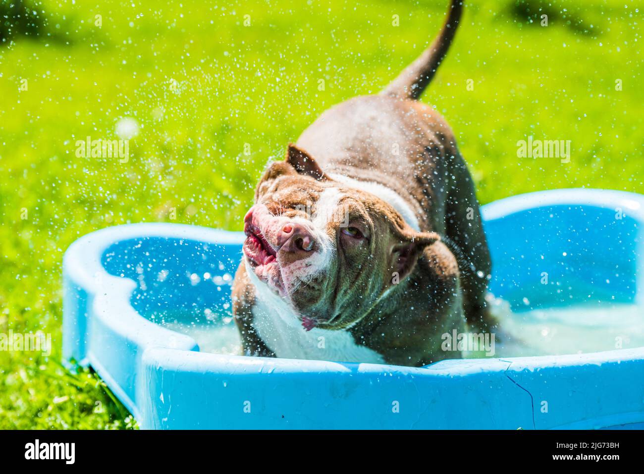 American Bully dog is swimming in pool Stock Photo - Alamy