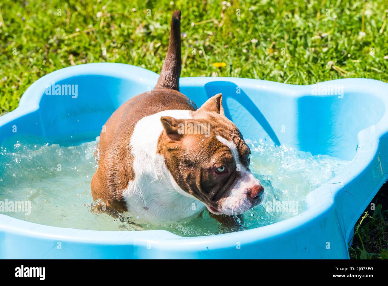 American bulldog swimming hi-res stock photography and images - Alamy