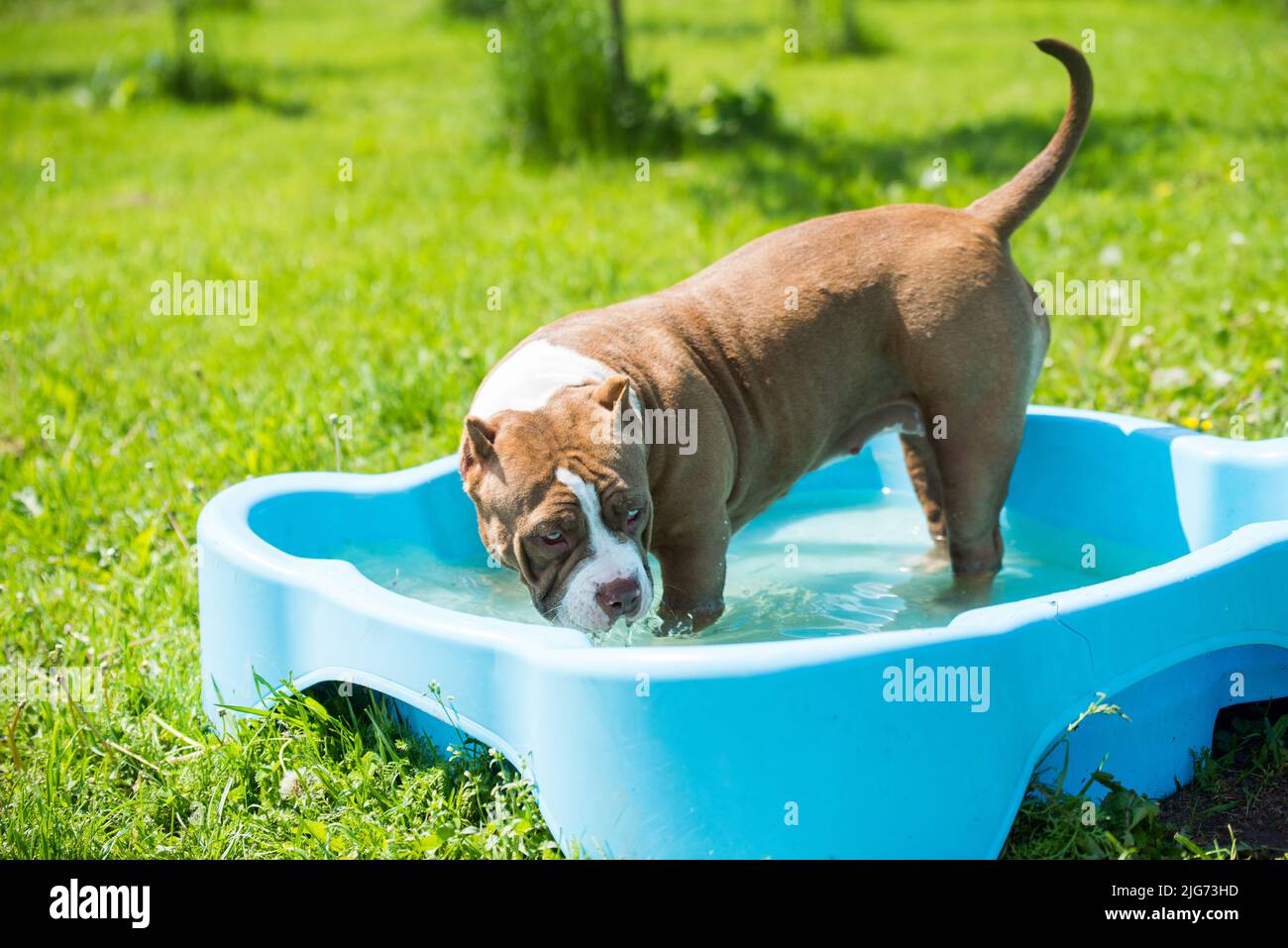 American bulldog swimming hi-res stock photography and images - Alamy