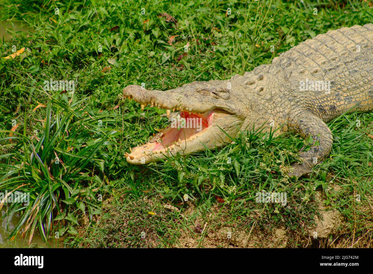 When Crocodiles or alligator is sleeping, they open mouth Stock Photo ...