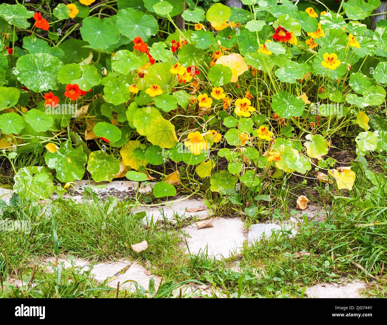 Landscaping overgrown hi-res stock photography and images - Alamy