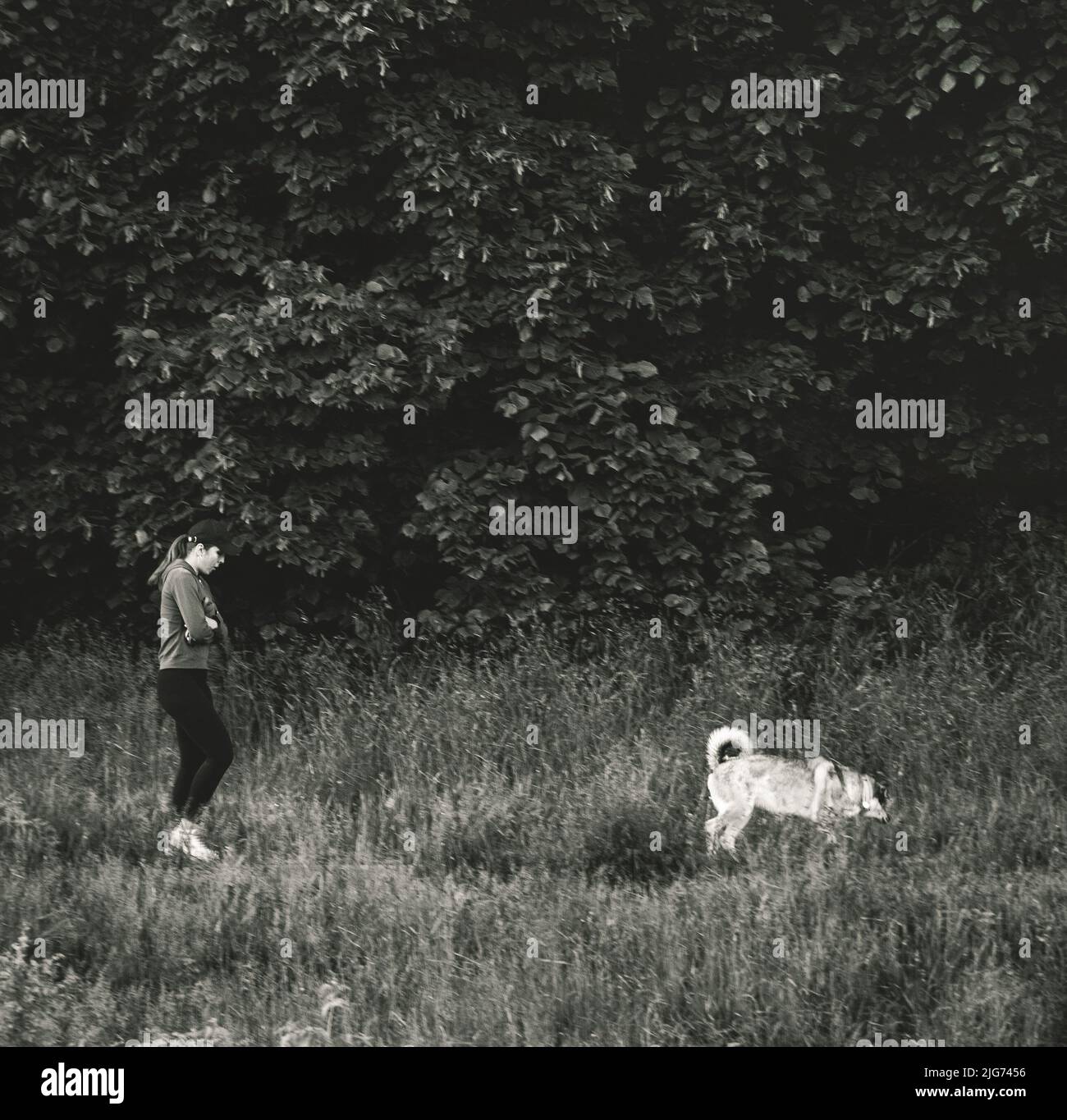 female dog- owner walking along parkland Stock Photo - Alamy