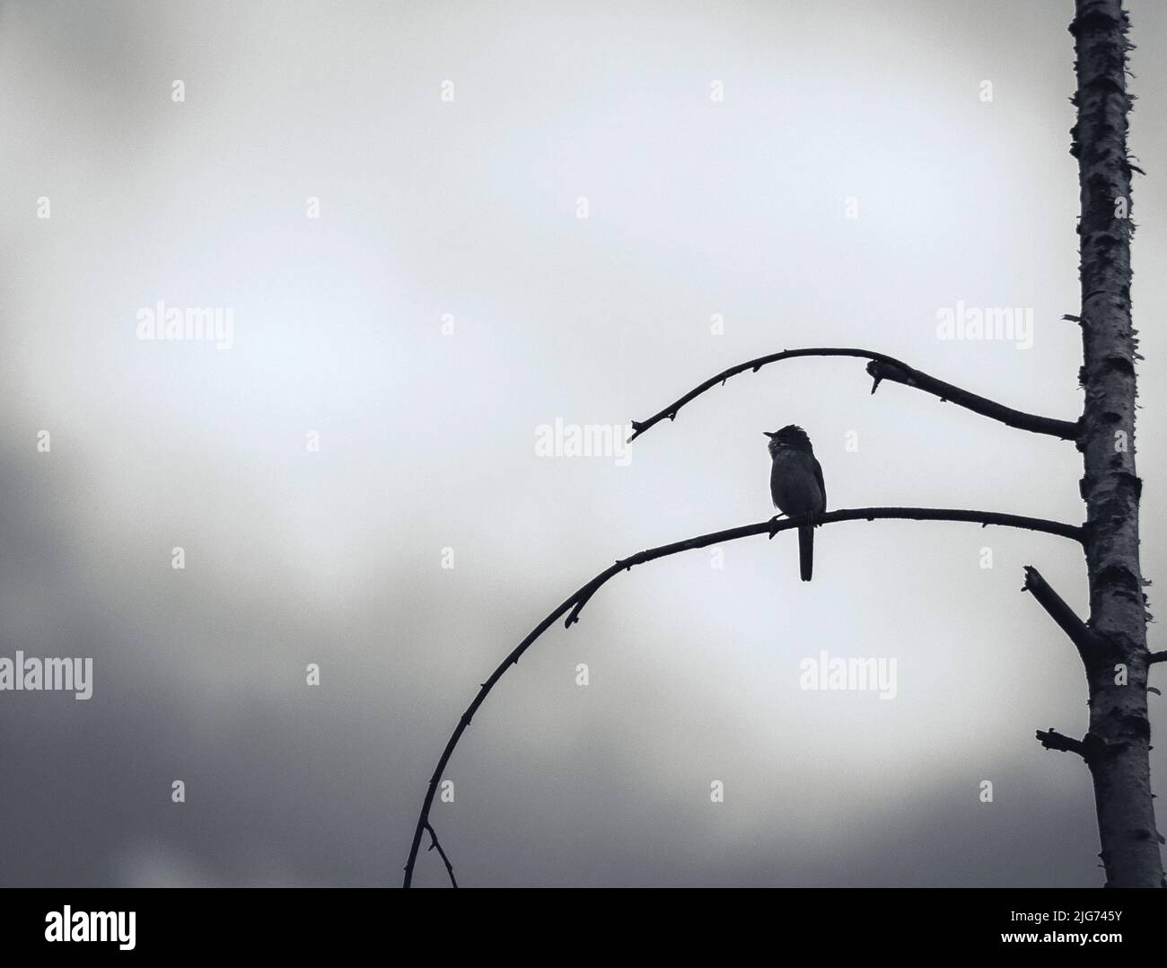 Warbler on birch tree hi-res stock photography and images - Alamy