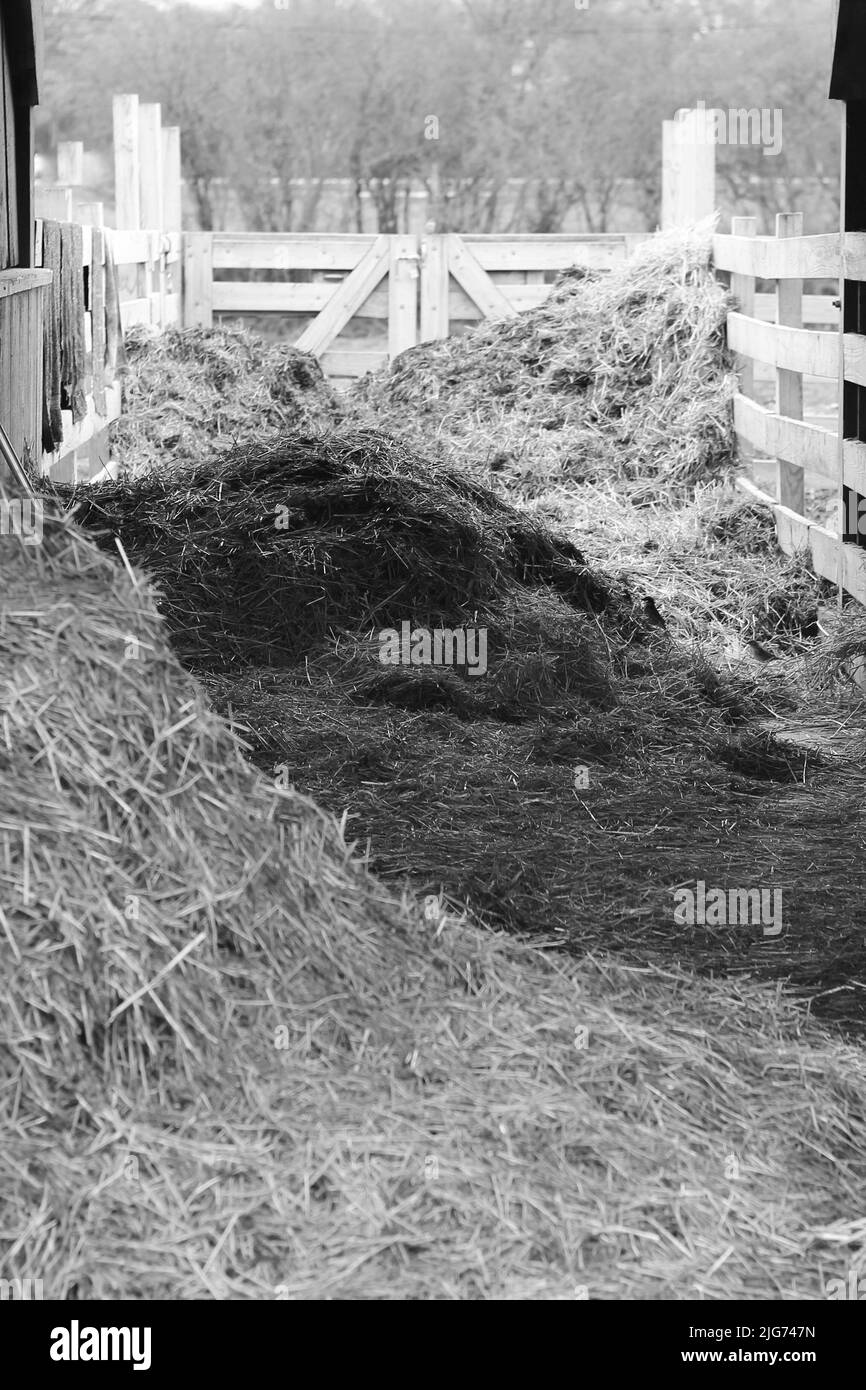 Lots of hay piled high in the animal stall on the farm in black and ...