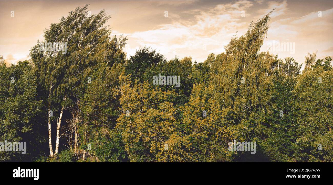 dramatic forest landscape with windy trees Stock Photo - Alamy