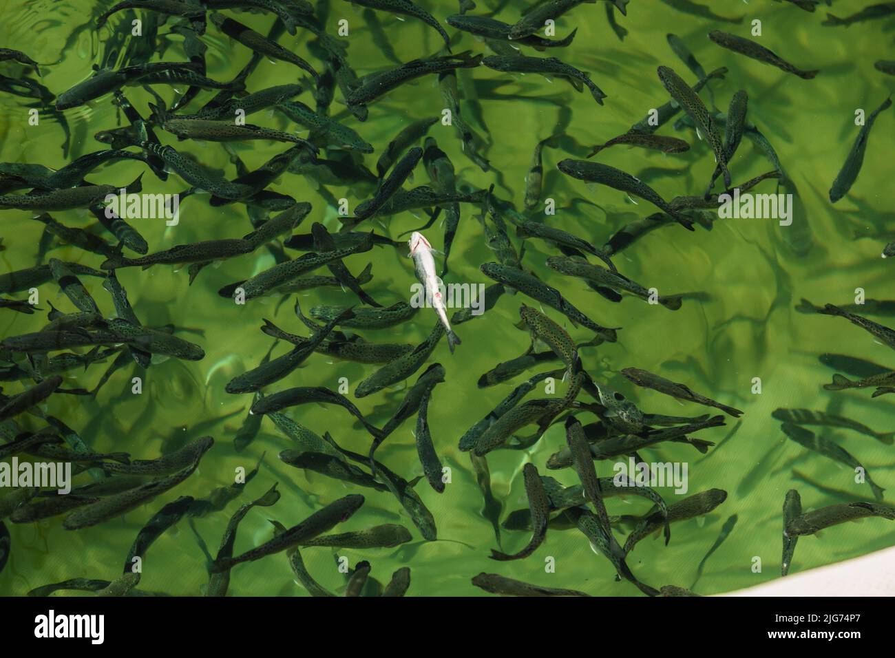 Closeup of dead juvenile fish surfaced on freshwater Stock Photo - Alamy