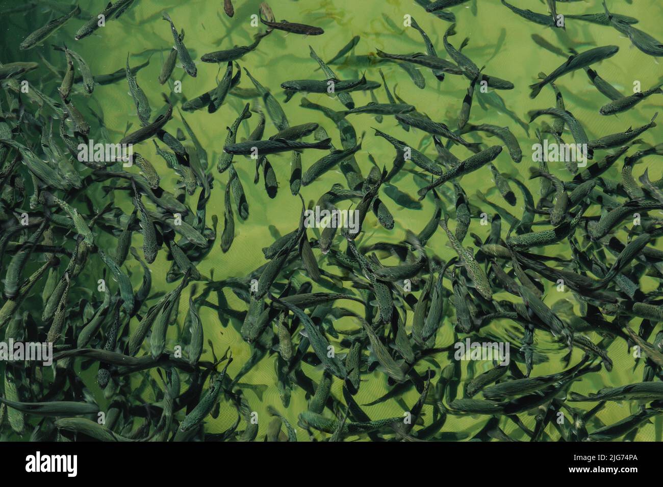 School juvenile fish in freshwater hi-res stock photography and images ...