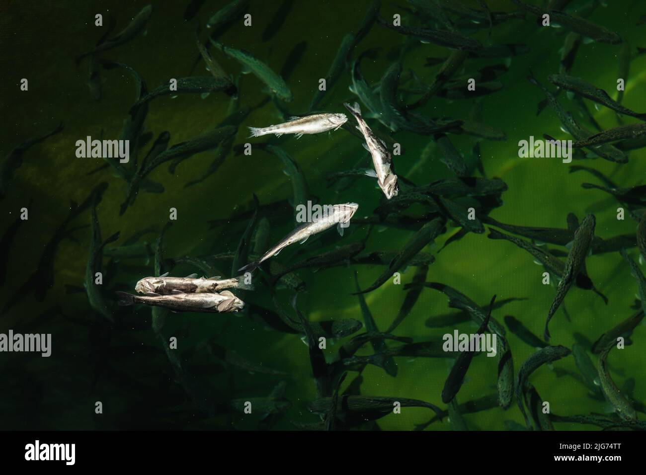 Closeup of dead juvenile fish surfaced on freshwater Stock Photo - Alamy