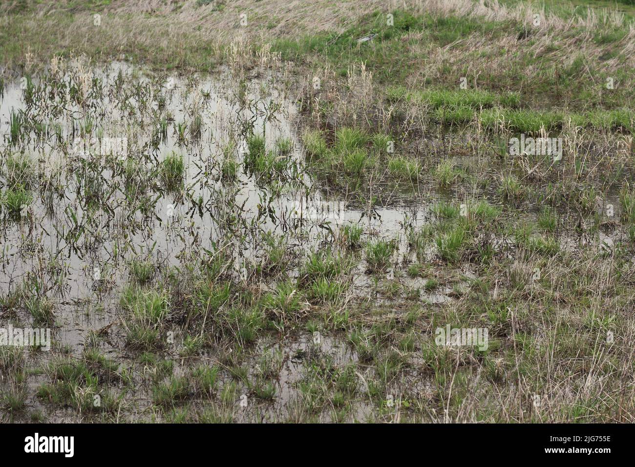 A flat field flooded with spring rain water Stock Photo - Alamy