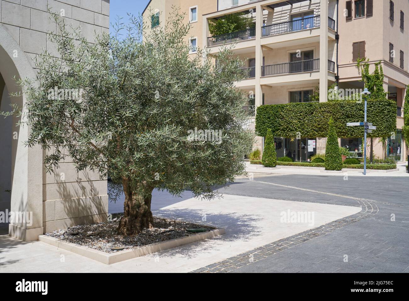 Olive tree grows near the building for landscaping the city Stock Photo ...