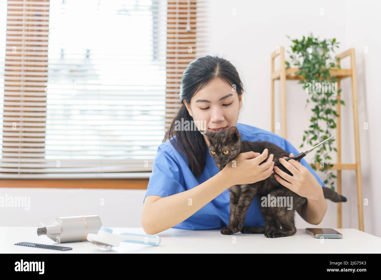 Pet salon concept, Female veterinarian hugging cat after using scissors ...