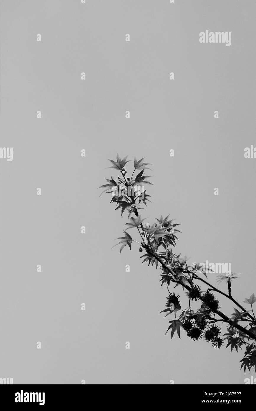 A single tree branch with lots of buds growing on a sunny spring day in ...