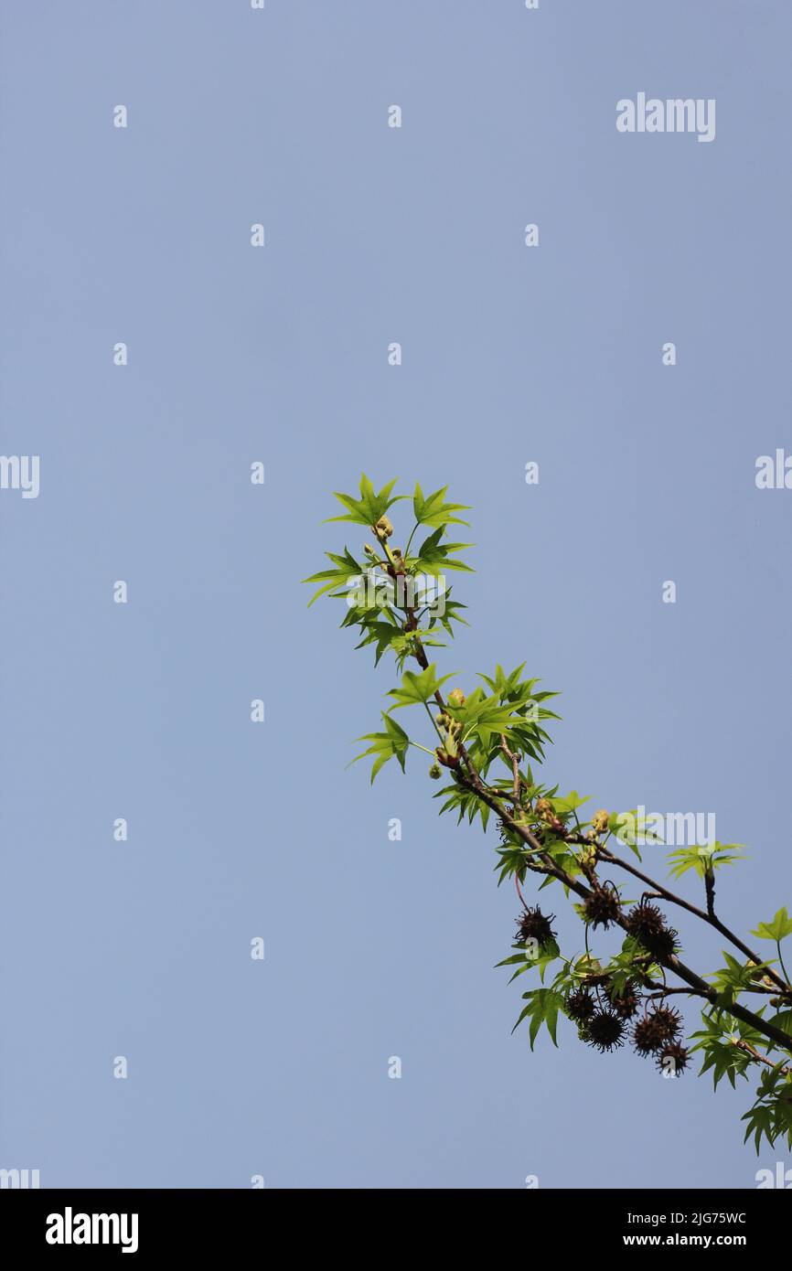 A single tree branch with lots of buds growing on a sunny spring day ...