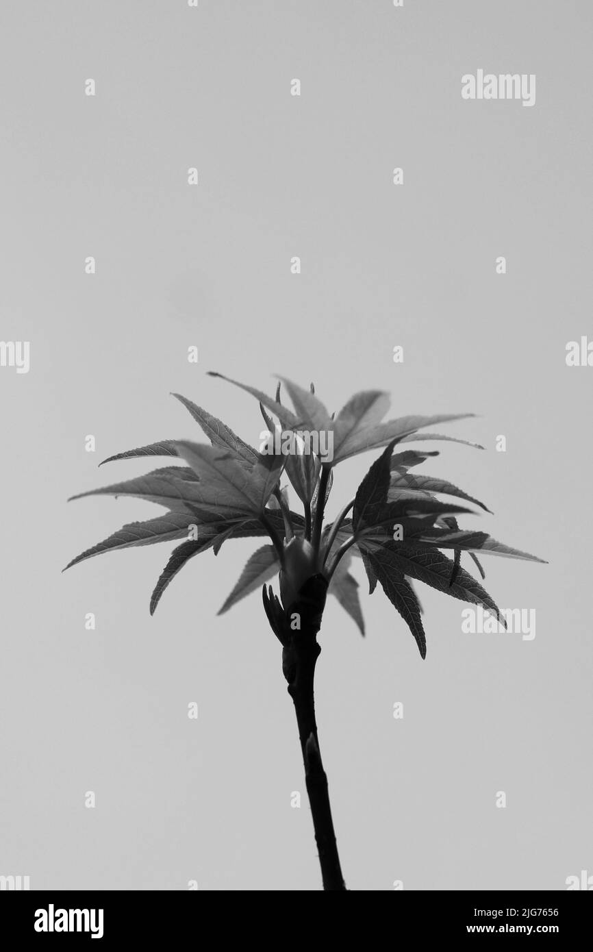 Single spring tree branch blossoming with leaves in black and white ...