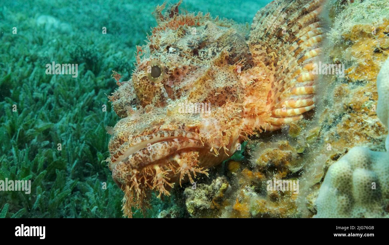 Scorpion fish lie on the reef. Bearded Scorpionfish (Scorpaenopsis ...