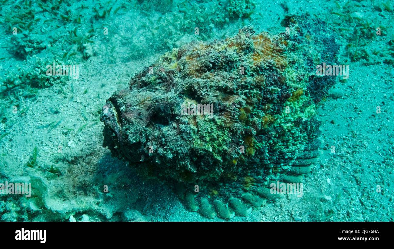 Close-up of the Stonefish lies on sandy bottom covered with green ...