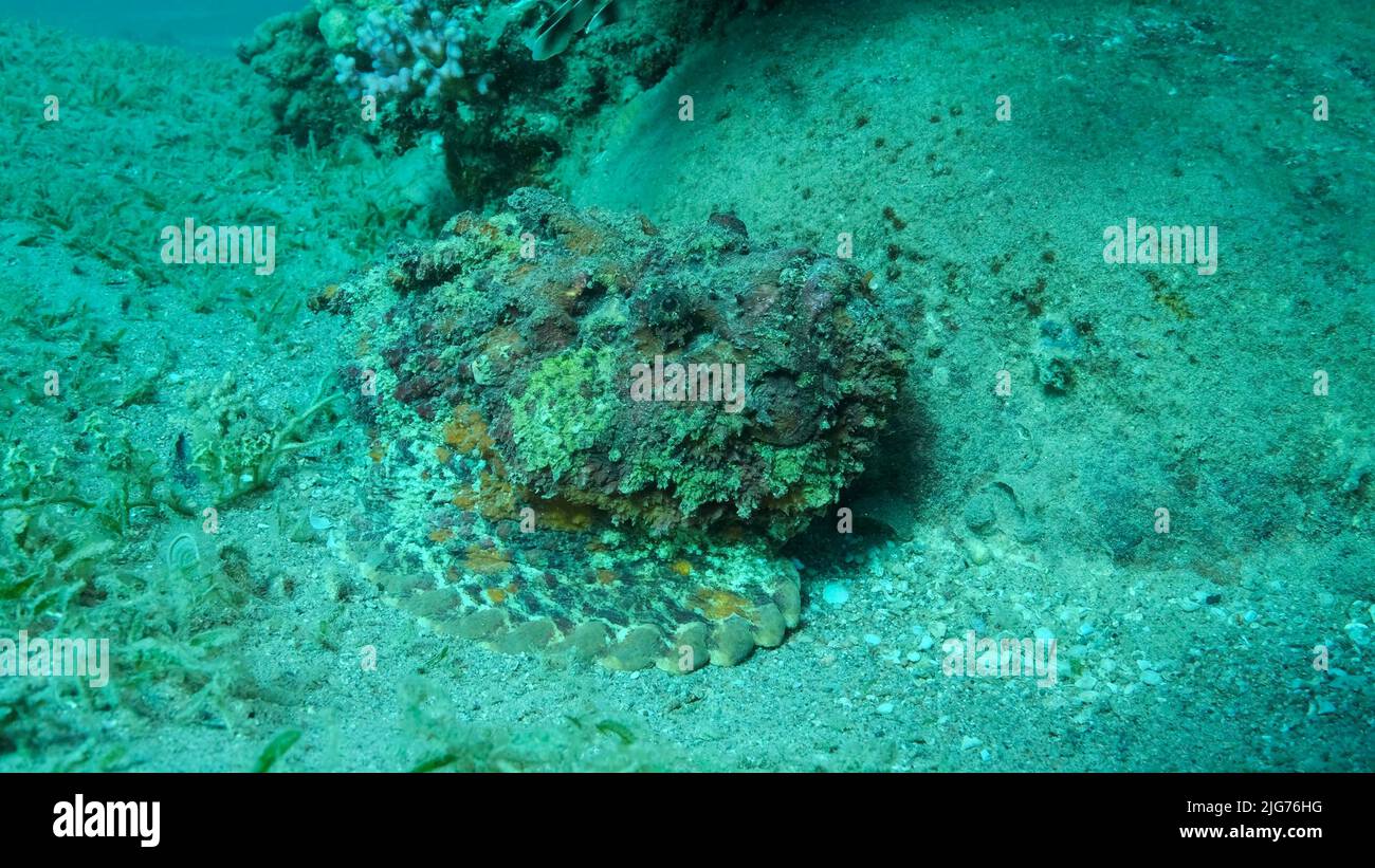 Close-up of the Stonefish lies on sandy bottom covered with green ...