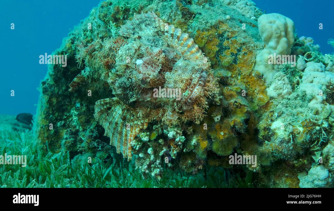Scorpion fish lie on the reef. Bearded Scorpionfish (Scorpaenopsis ...
