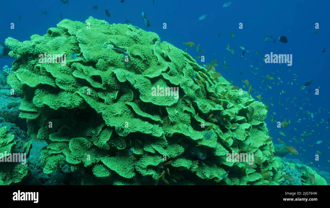 School of Lyretail AnthiasÂ or Sea Goldie (Pseudanthias squamipinnis ...