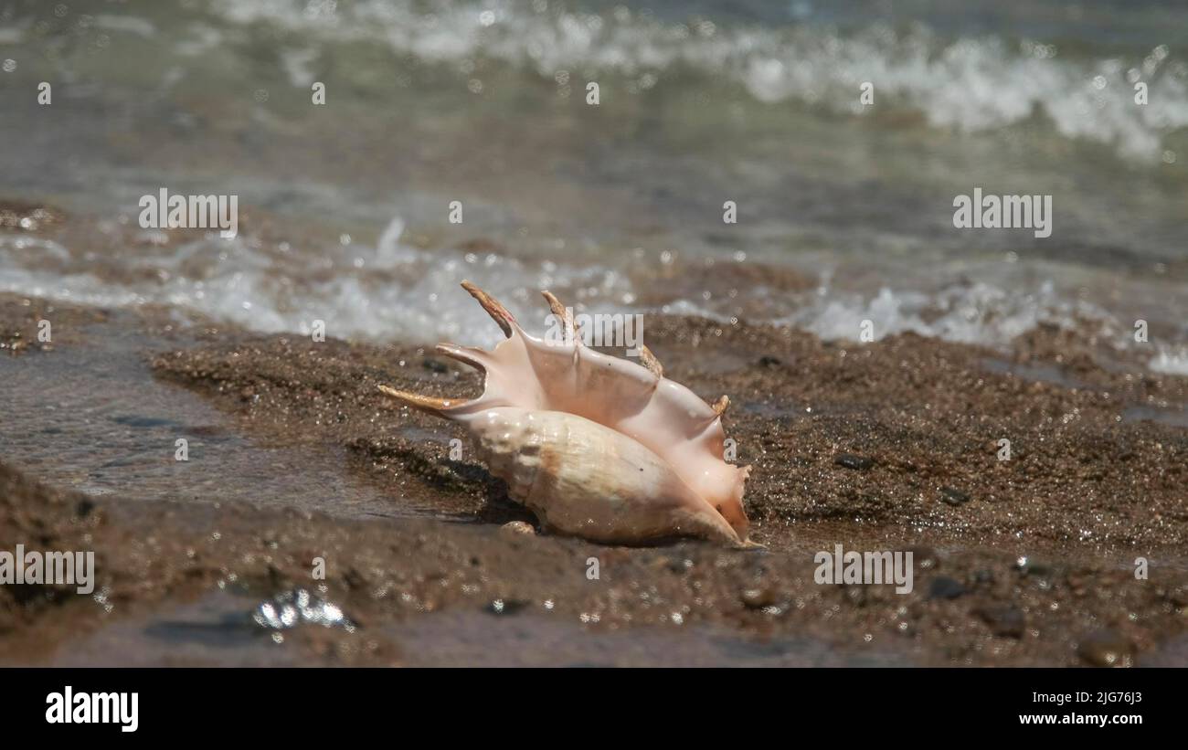 Seashell in the surf zone on background sea waves. Shell of Spider ...