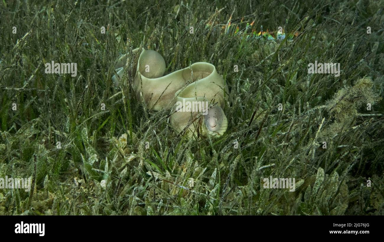 Close-up of Moray lie in green seagrass. Geometric moray (Gymnothorax ...