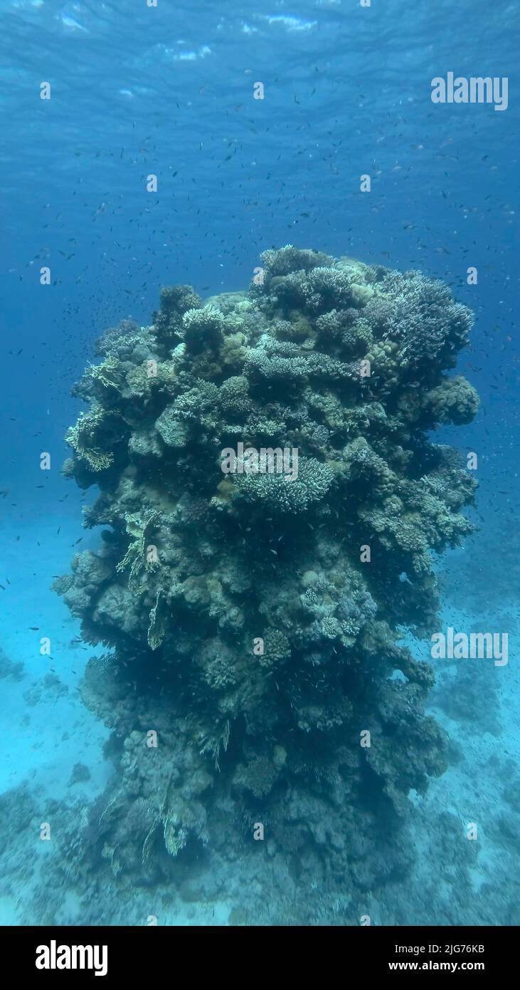 Pillar coral reef, Underwater seascape. Red sea, Egypt Stock Photo - Alamy