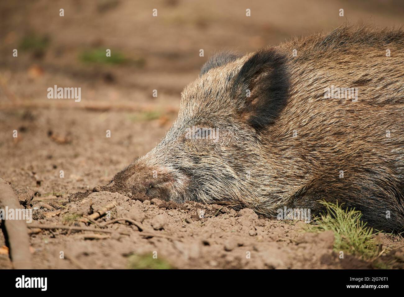 Wild boar (Sus scrofa) lying on the ground, Bavaria, Germany Stock ...