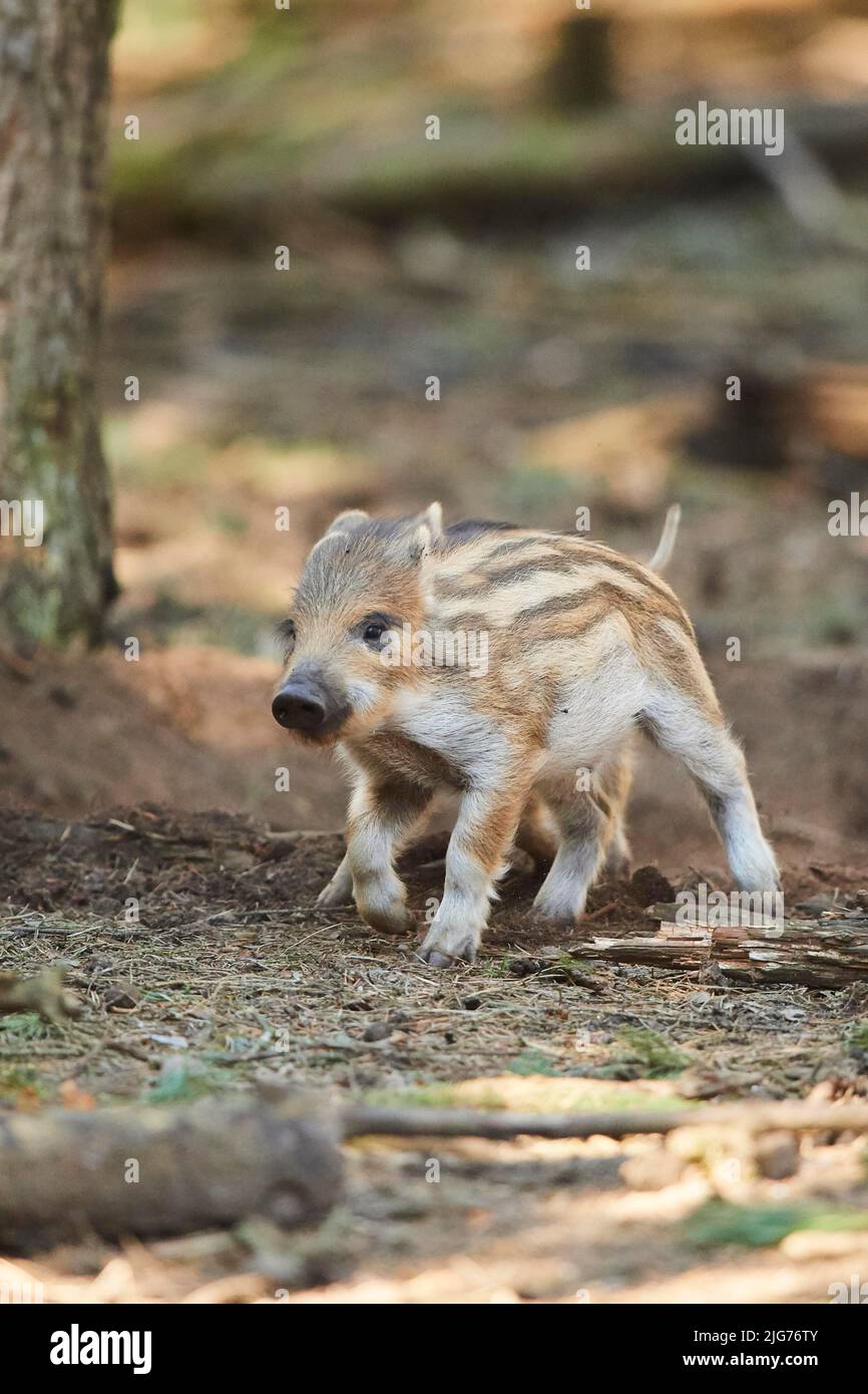 Wild boar (Sus scrofa) squeaker in a forest, Bavaria, Germany Stock ...
