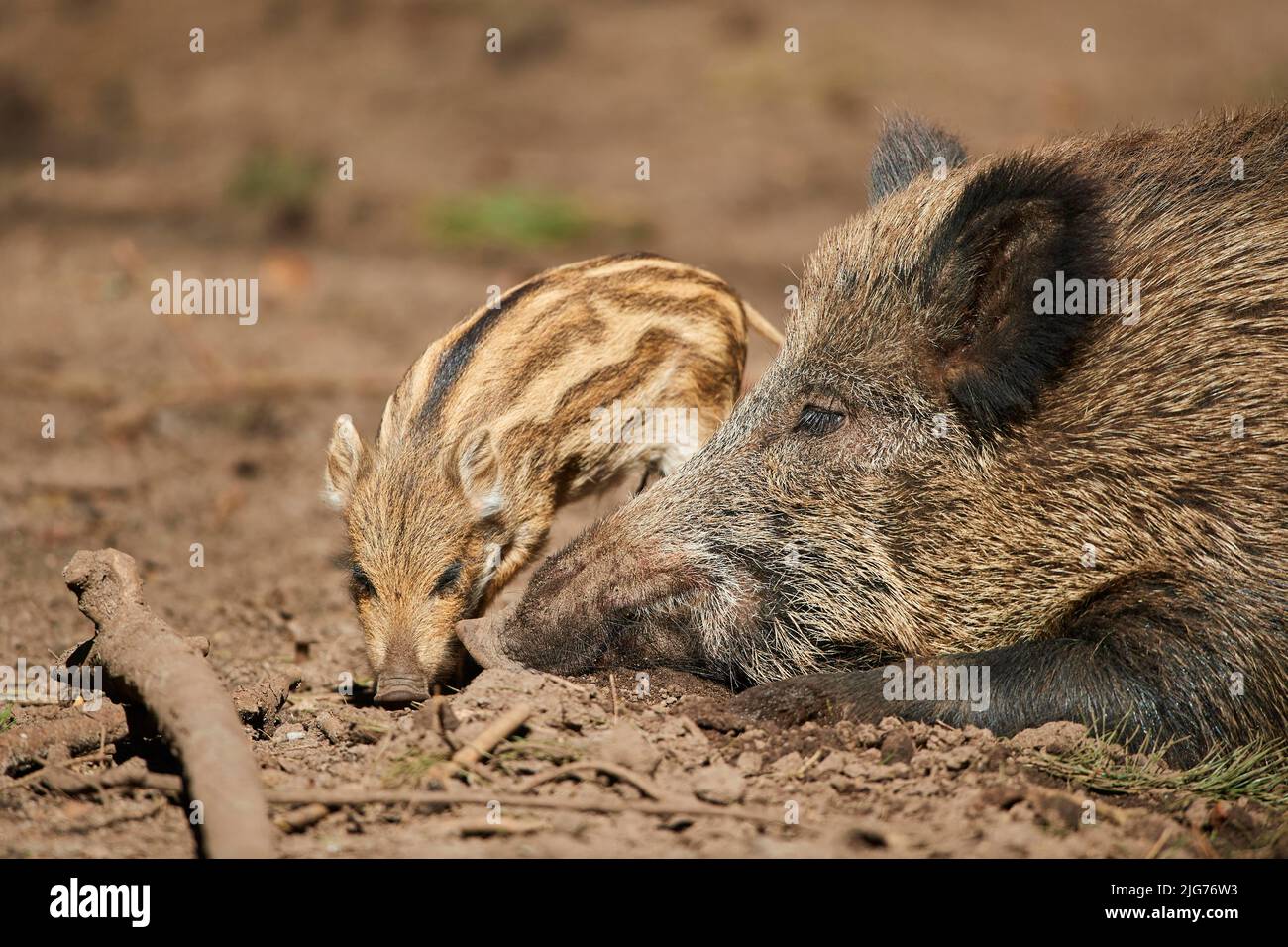 Wild boar (Sus scrofa) mother with her youngster (squeaker) in a forest ...