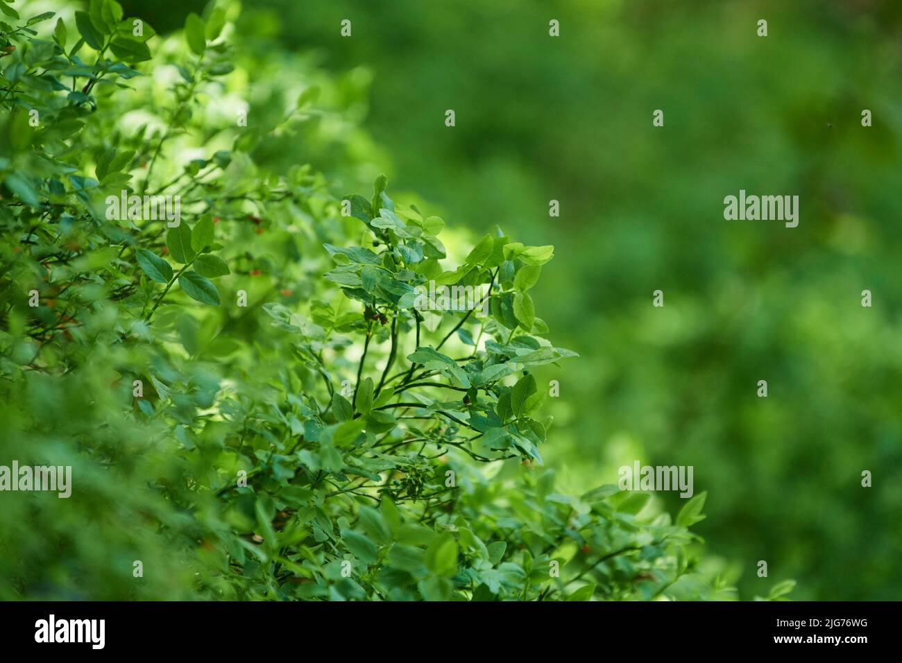 European blueberry (Vaccinium myrtillus) bushes in a forest, Bavaria ...