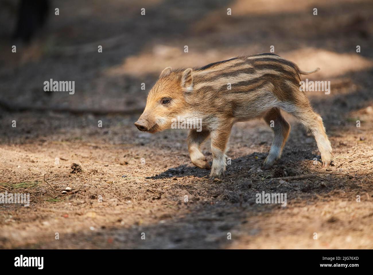 Wild boar (Sus scrofa) squeaker in a forest, Bavaria, Germany Stock ...