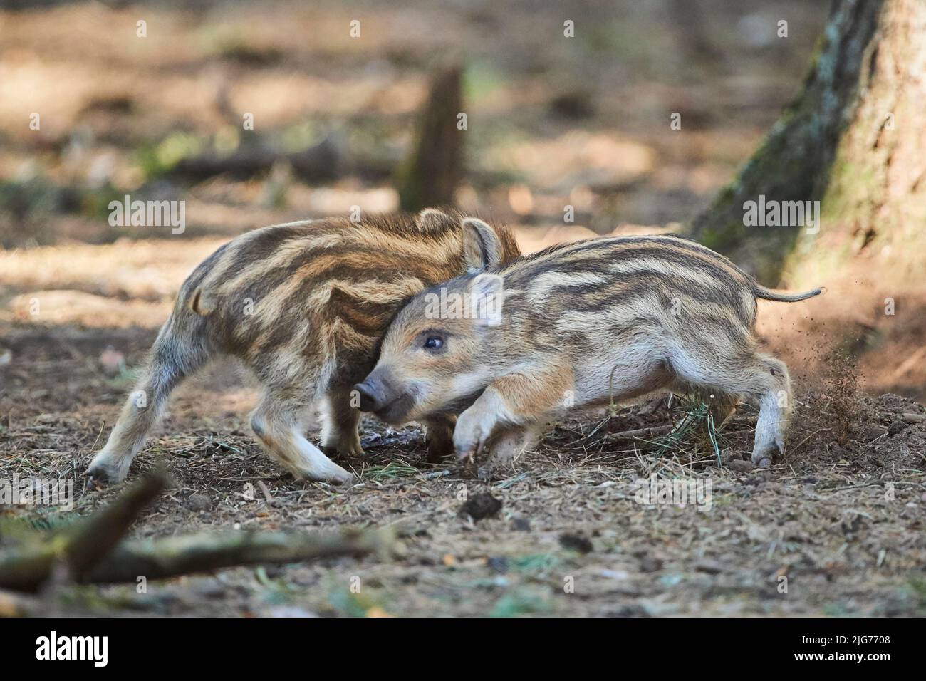Wild boar (Sus scrofa) squeaker in a forest, Bavaria, Germany Stock ...