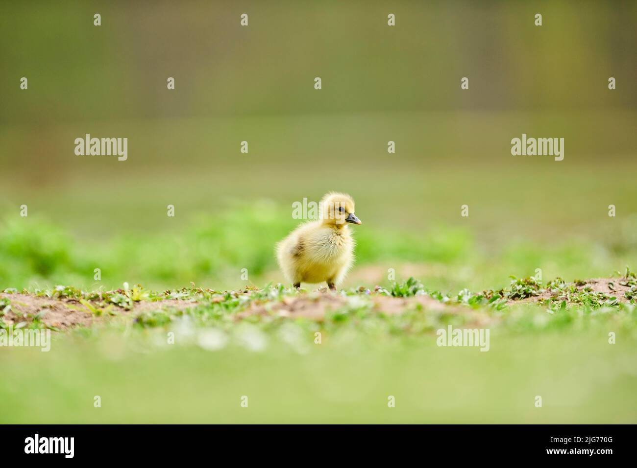 Greylag goose (Anser anser) chick on a meadow, Bavaria, Germany Stock ...