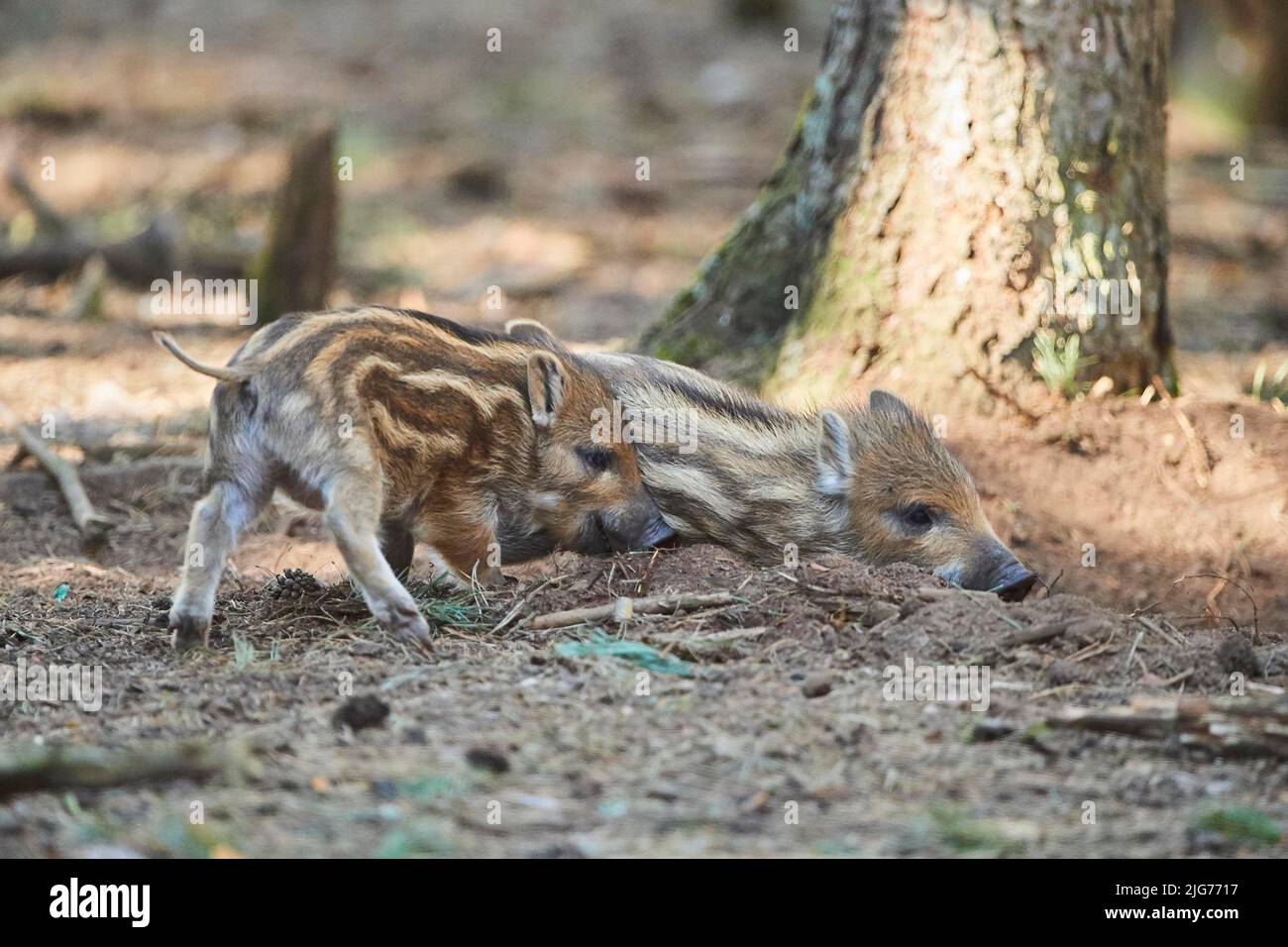 Wild boar (Sus scrofa) squeaker in a forest, Bavaria, Germany Stock ...