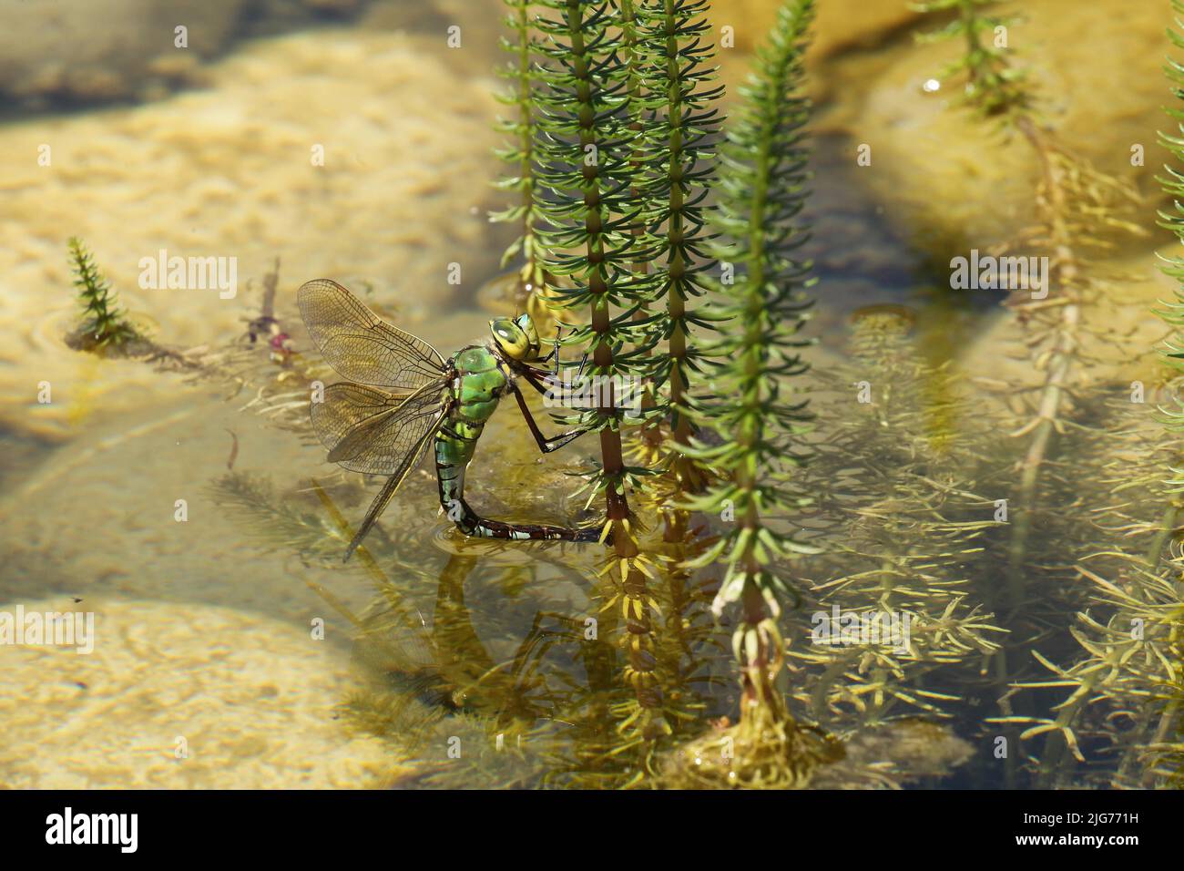 Large damselfly (Anax imperator) laying eggs on common mare's tail ...