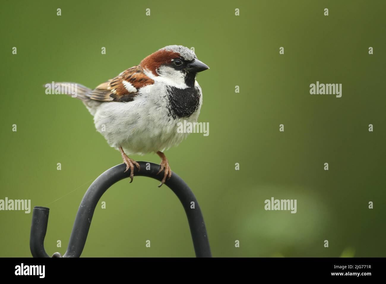 House sparrow (Passer domesticus) male sitting on an iron bracket in ...