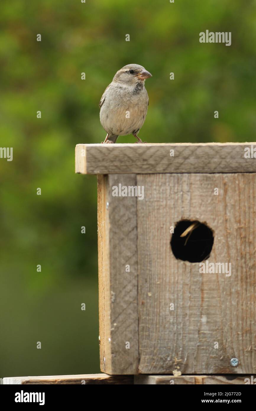 House sparrow (Passer domesticus) female sitting on the nest box ...