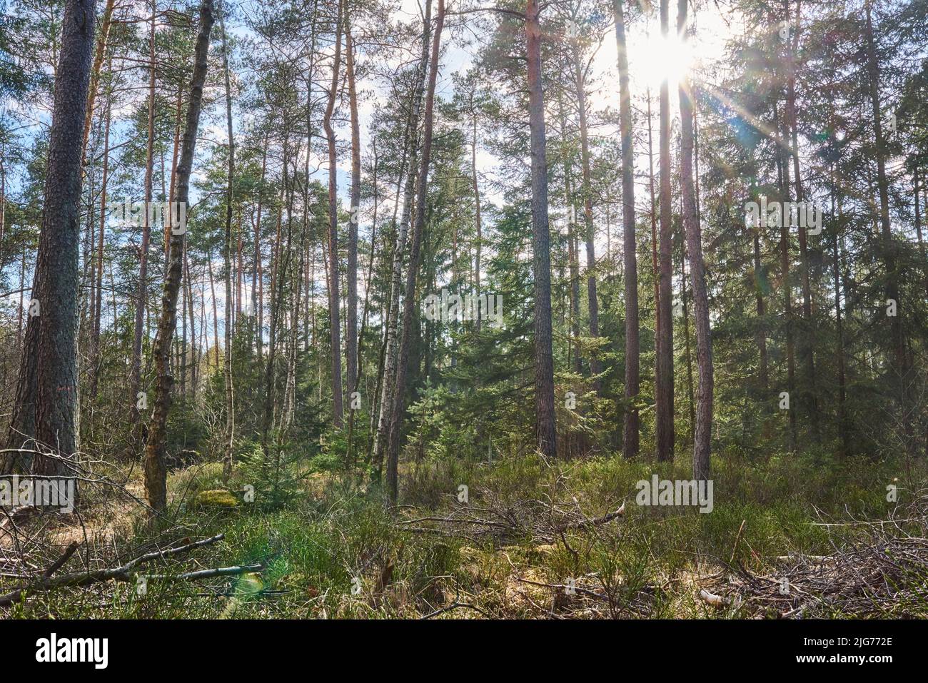 Scots pine (Pinus sylvestris) forest, Frankonia, Bavaria, Germany Stock ...