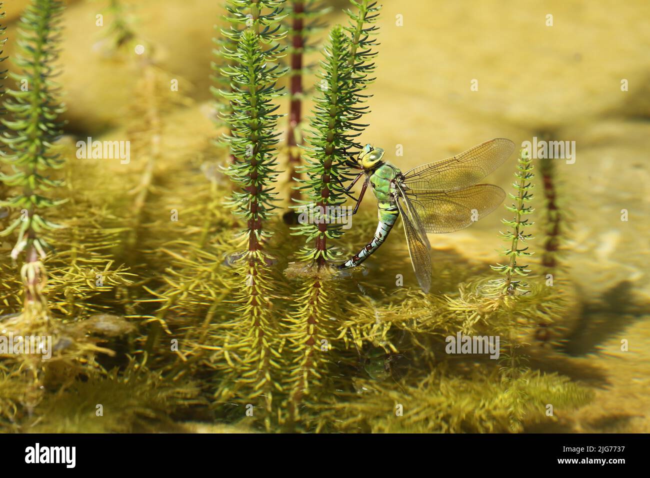 Large damselfly (Anax imperator) laying eggs on common mare's tail ...
