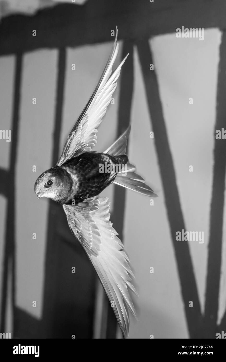 Apus apus bird nest Black and White Stock Photos & Images - Alamy