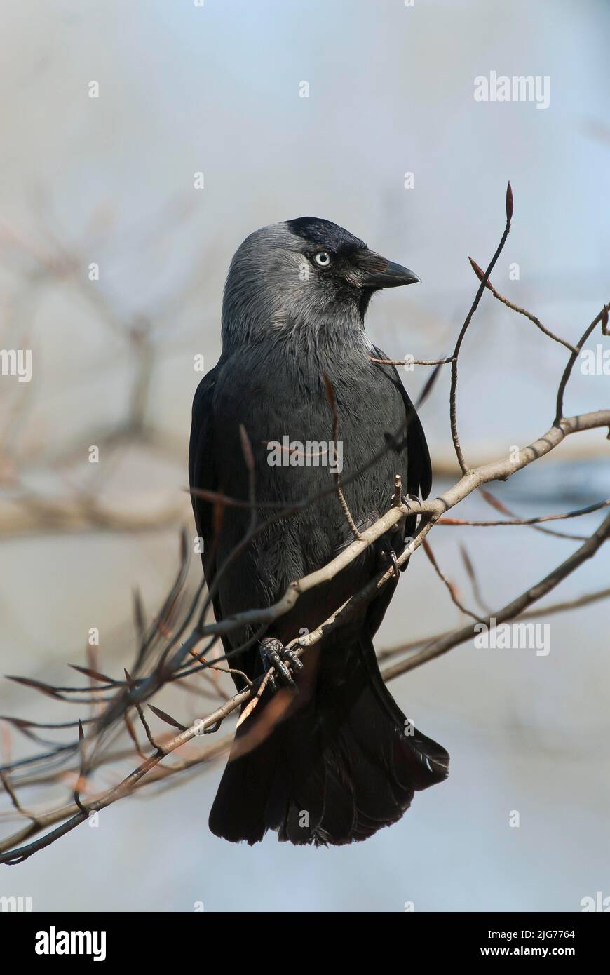 Western jackdaw (Corvus monedula) on a branch in a beech tree, North ...