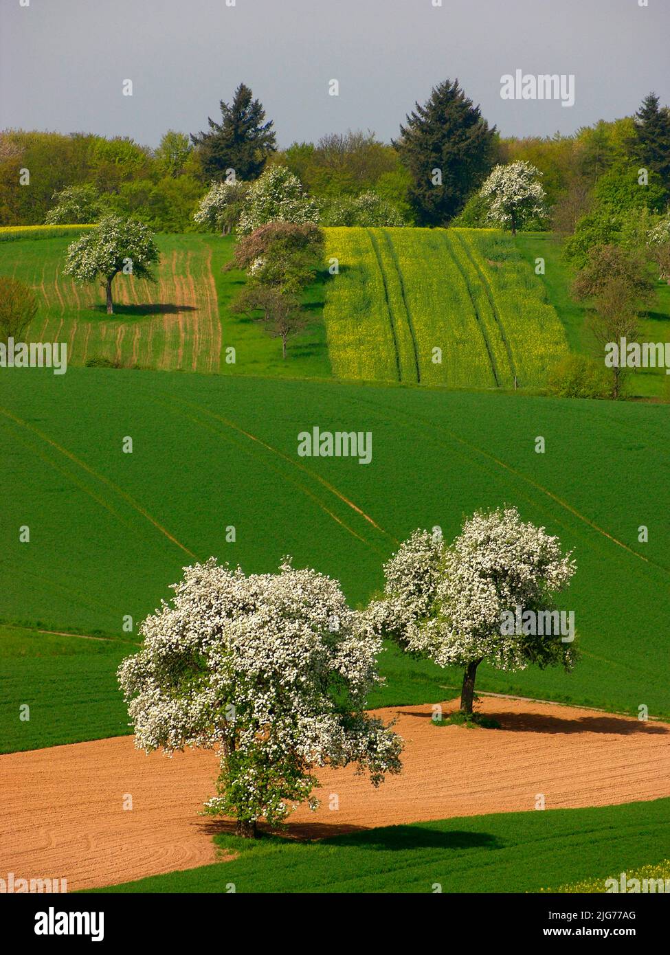 Blossoming pear trees european pear (Pyrus communis), pear tree, pear ...