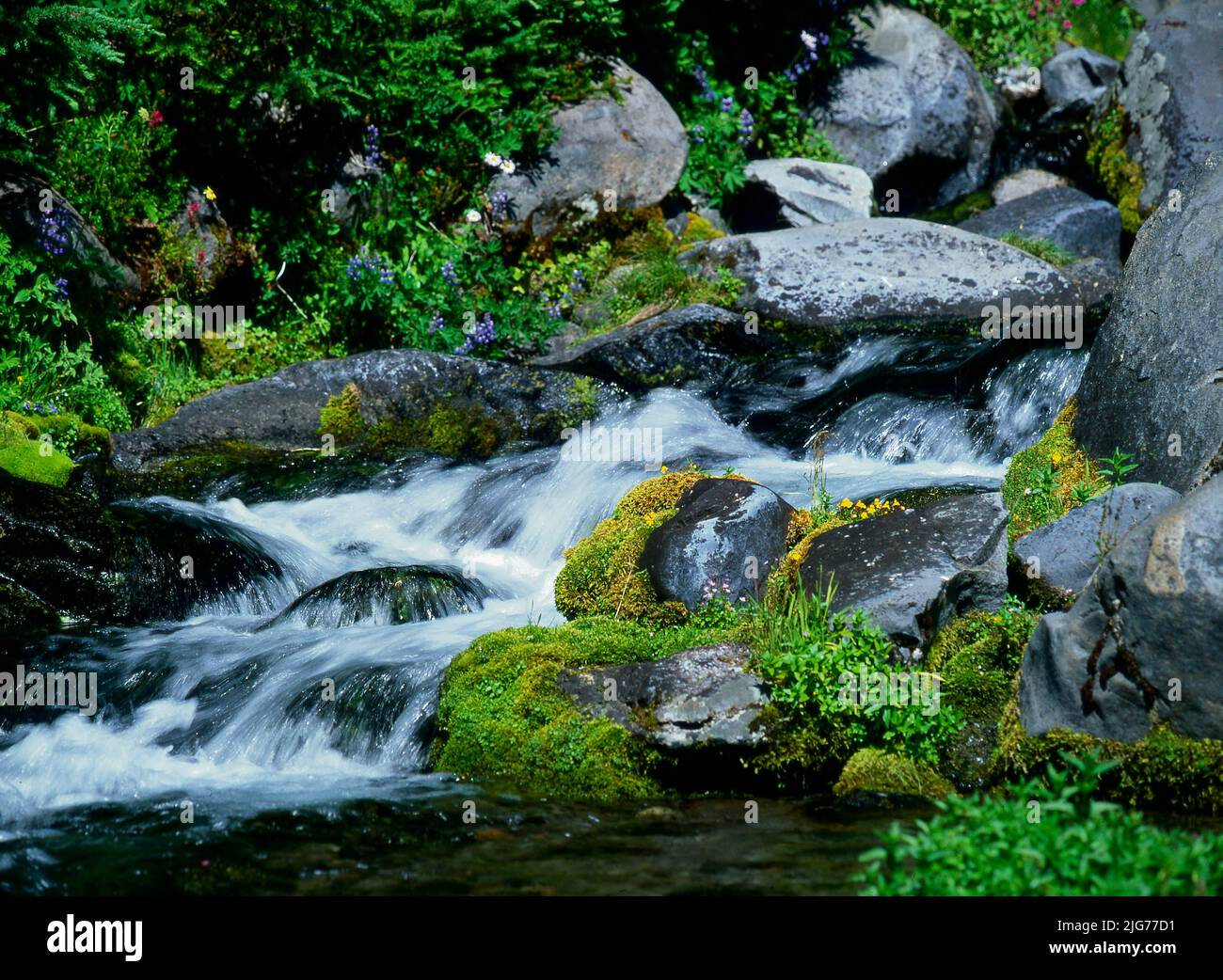 Paradise River, Mount Rainier National Park, Washington, USA Stock ...