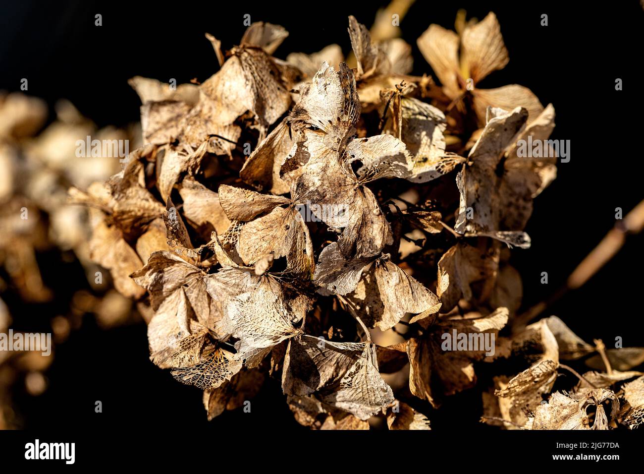 Withered hydrangea blossom in the winter sun, Germany Stock Photo - Alamy