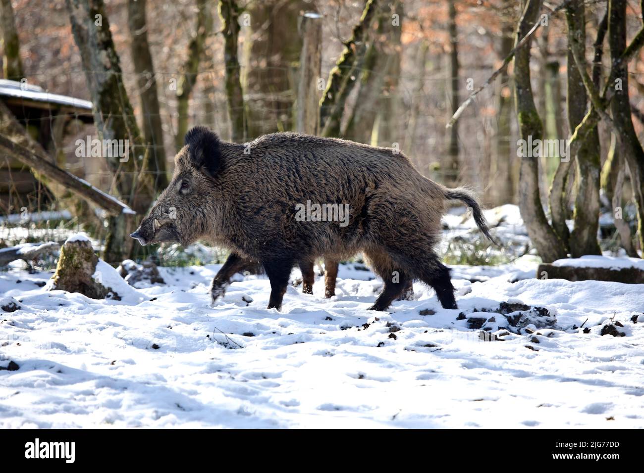 Boar forest hi-res stock photography and images - Alamy