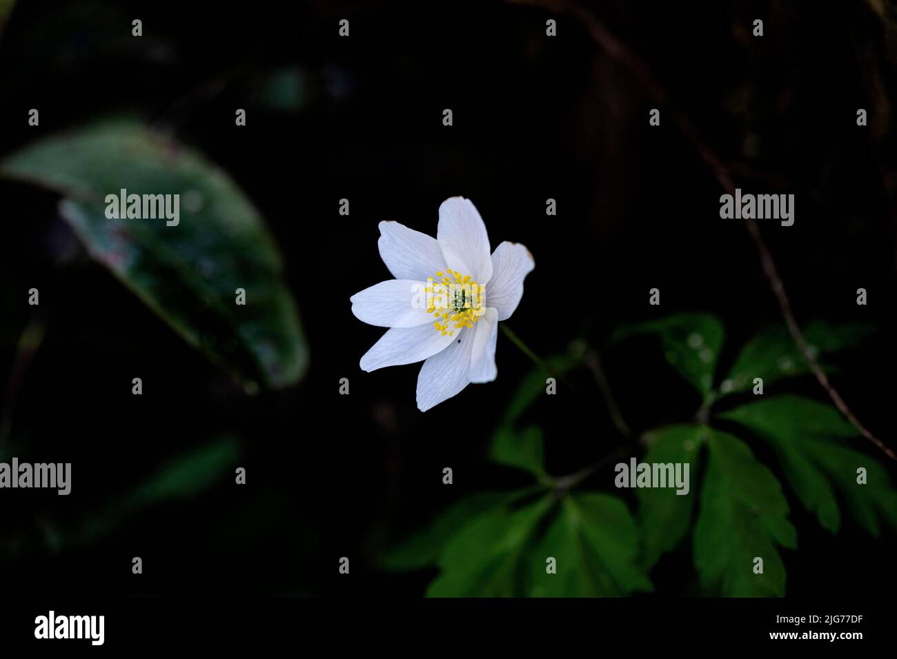 Wide open flower of a wood anemone, Germany Stock Photo - Alamy