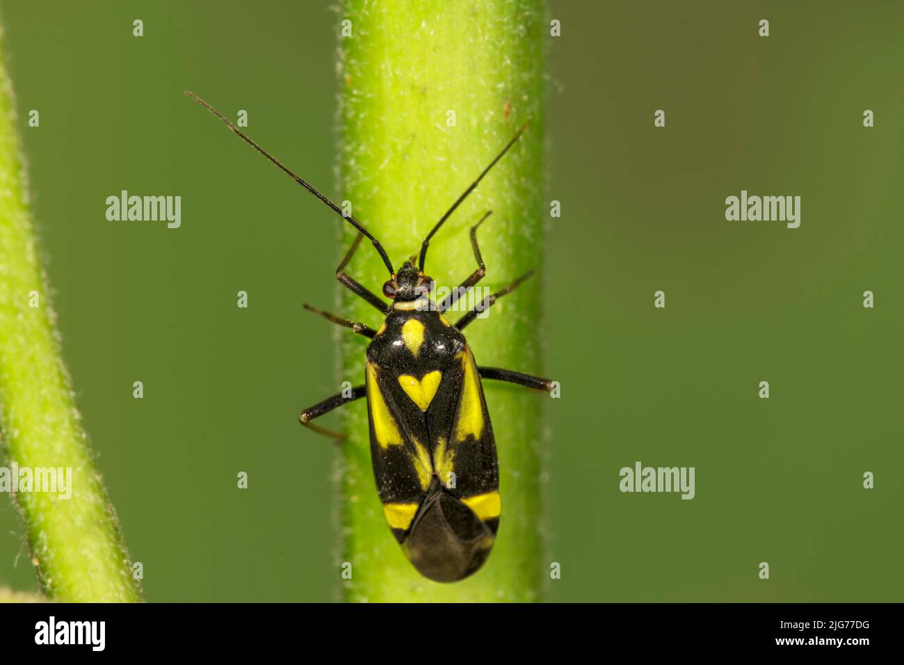 Soft bug (Grypocoris sexguttatus) on a plant stem, Baden-Wuerttemberg ...